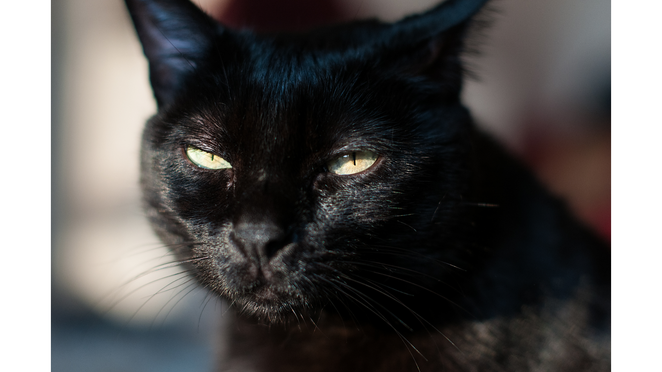 Uveitis in Cats - Causes, Symptoms & Treatment