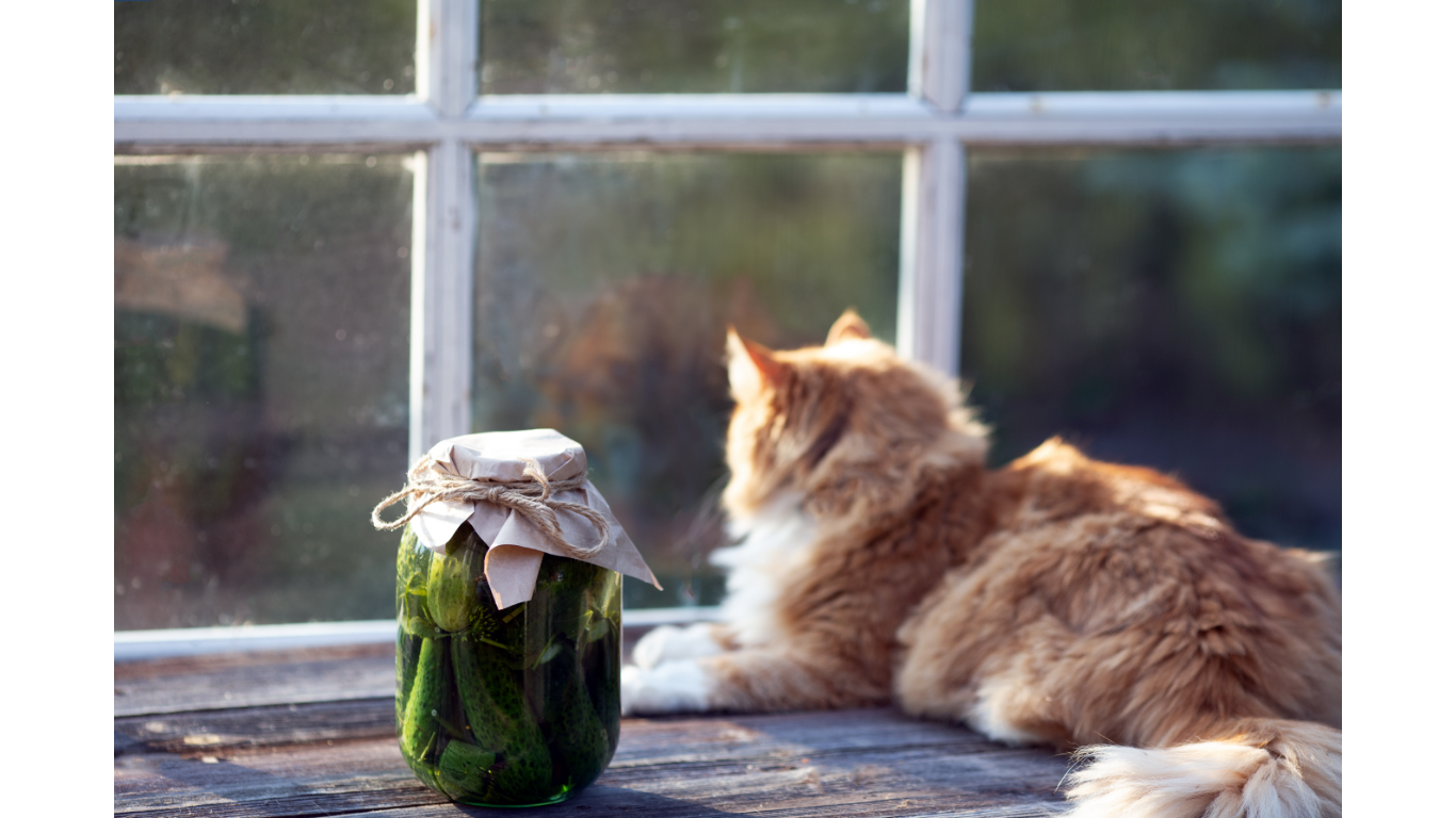 Why Are Cats Scared Of Cucumbers? » Best Cat Food Reviews