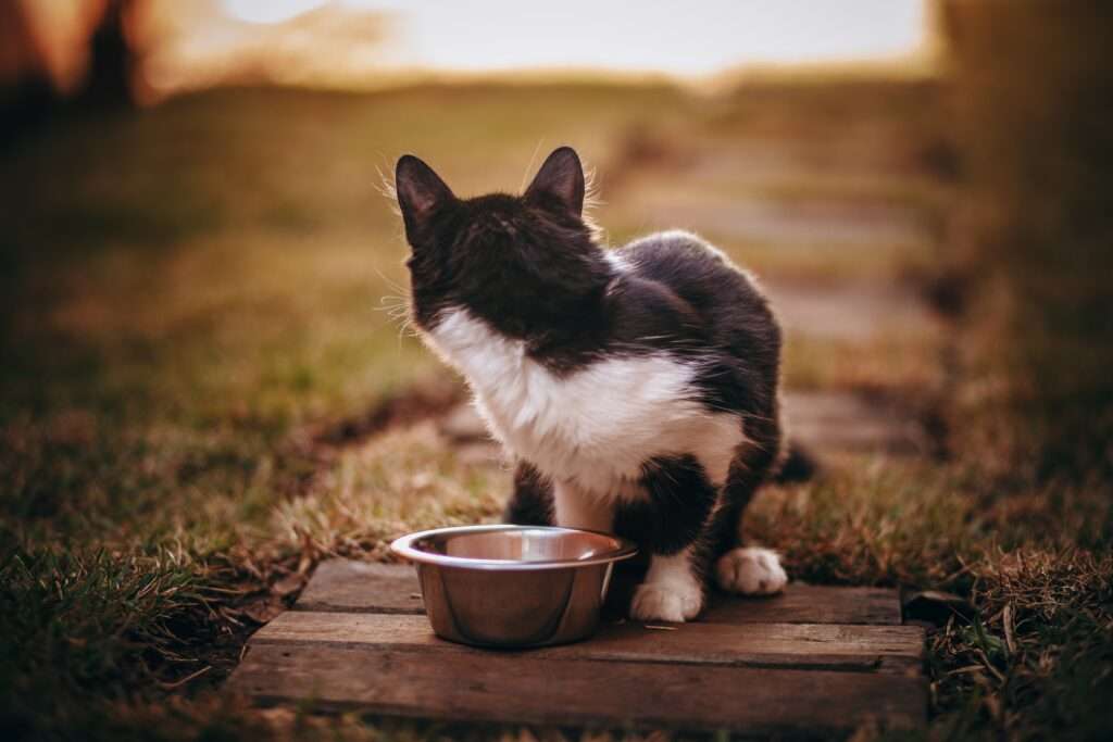 Top 10 Best Automatic Cat Feeders in 2024