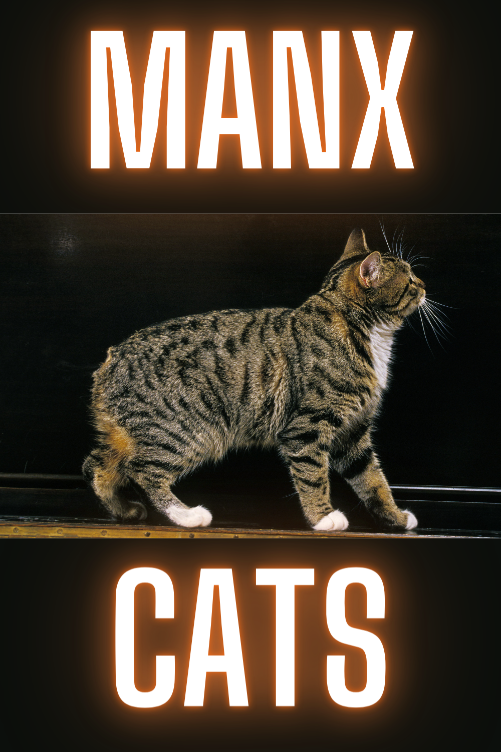 Best Cats for Elderly Owners: Top 10 Breeds for Senior Companionship