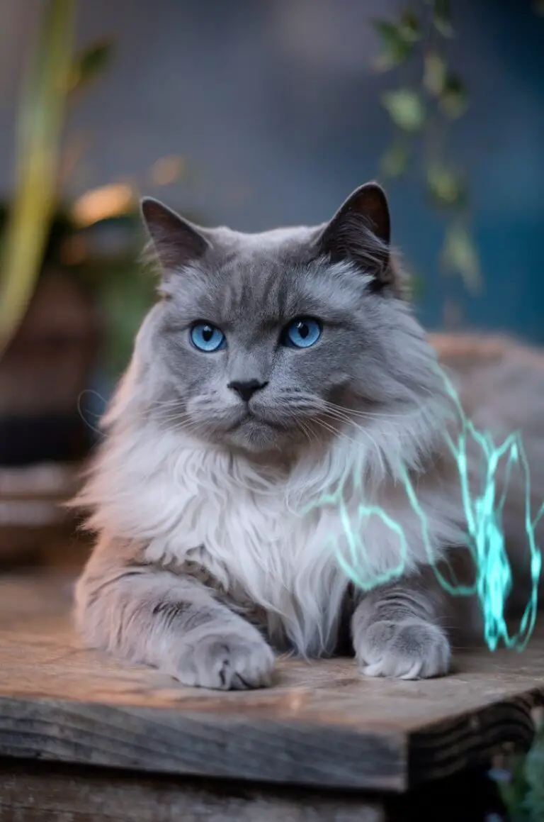 Cat Purr Frequency's Astonishing Healing Powers